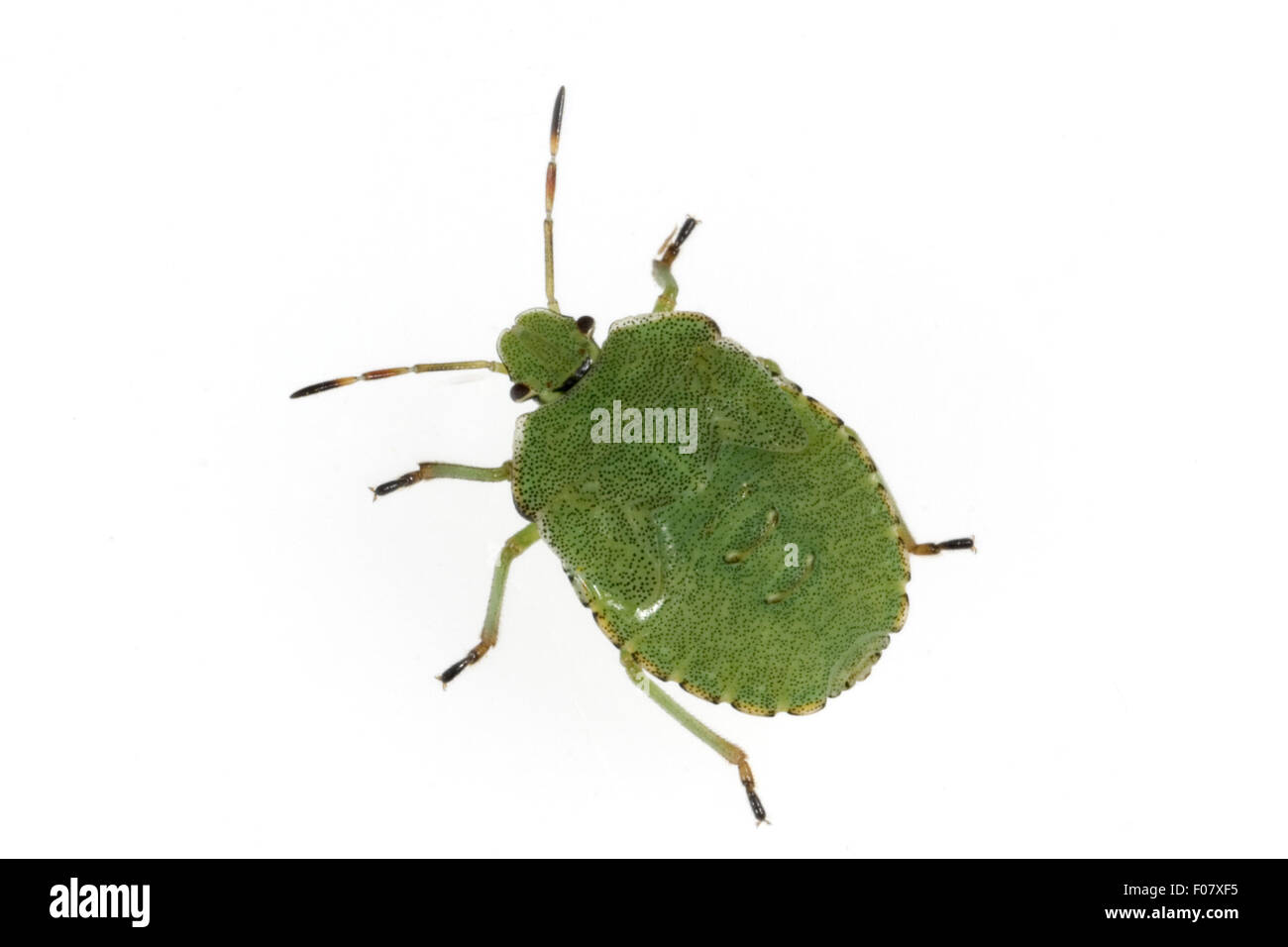 Stinkwanzen hi-res stock photography and images - Alamy