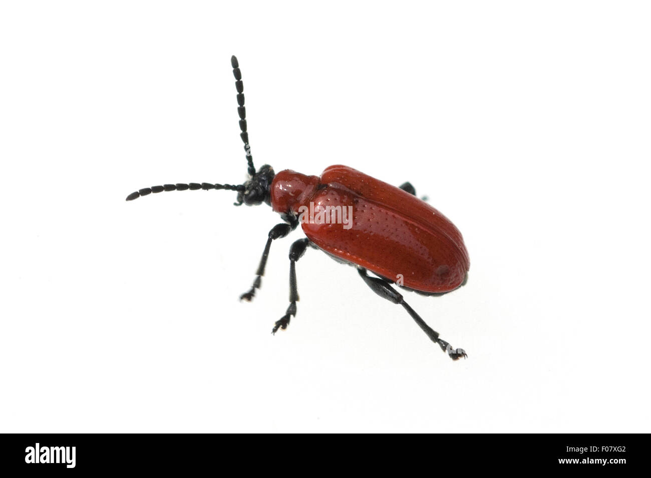 Fauna insekt hi-res stock photography and images - Alamy