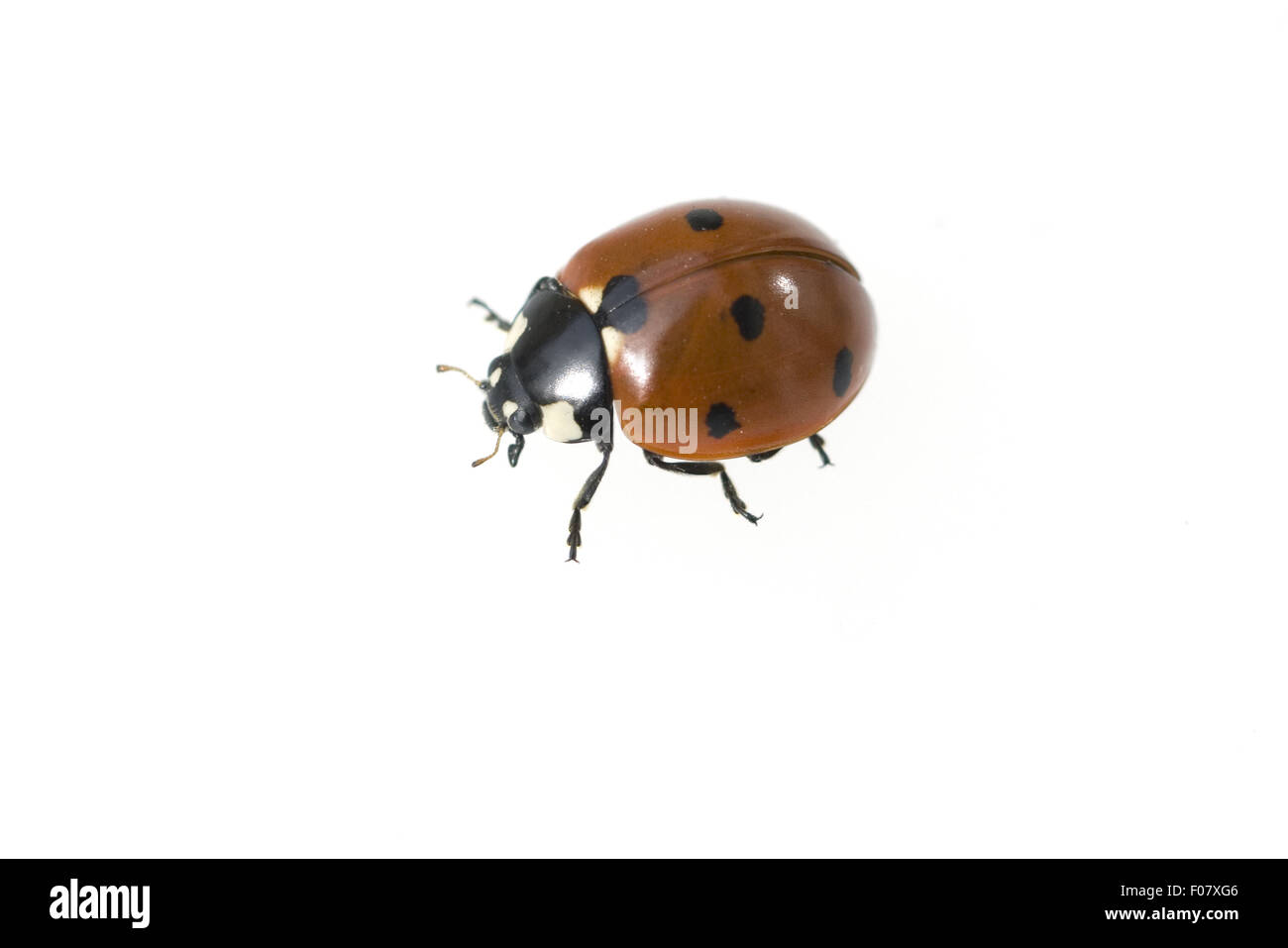 Marienkaefer larven hi-res stock photography and images - Alamy