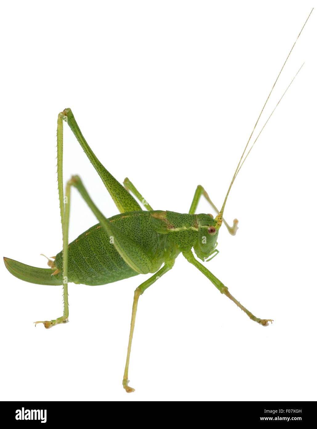 Plumpschrecke; Isophya kraussi Stock Photo - Alamy