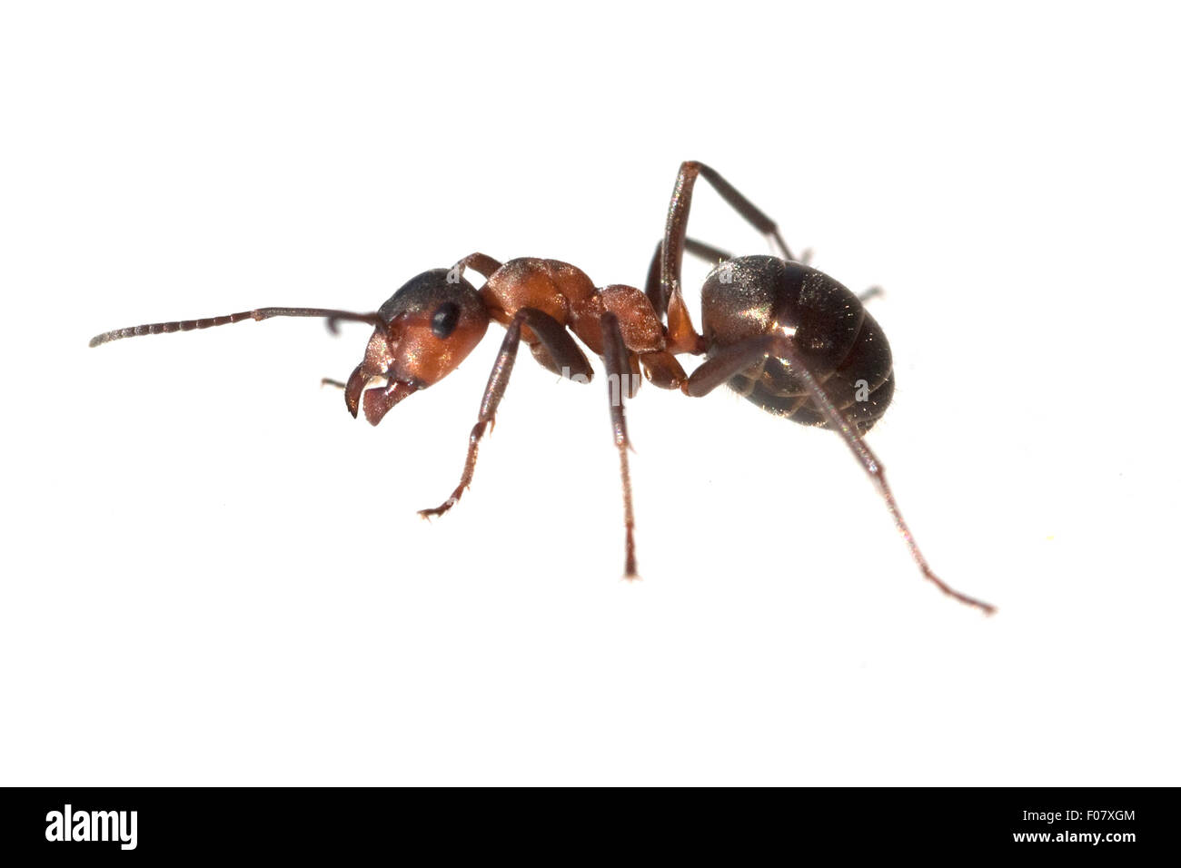 Rote; Waldameise; Fuehler; Ameise; Formica; rufa Stock Photo - Alamy