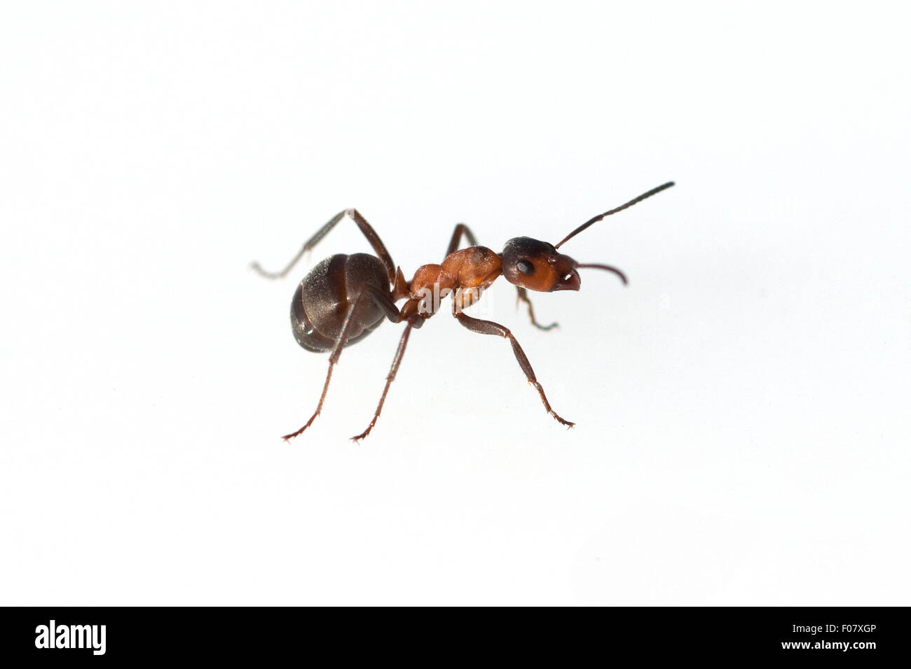 Rote; Waldameise; Fuehler; Ameise; Formica; rufa Stock Photo - Alamy