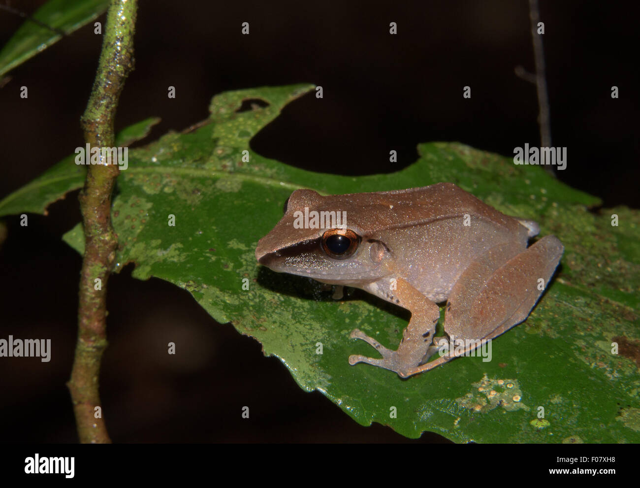 Robber Frog (Craugastor sp Stock Photo - Alamy