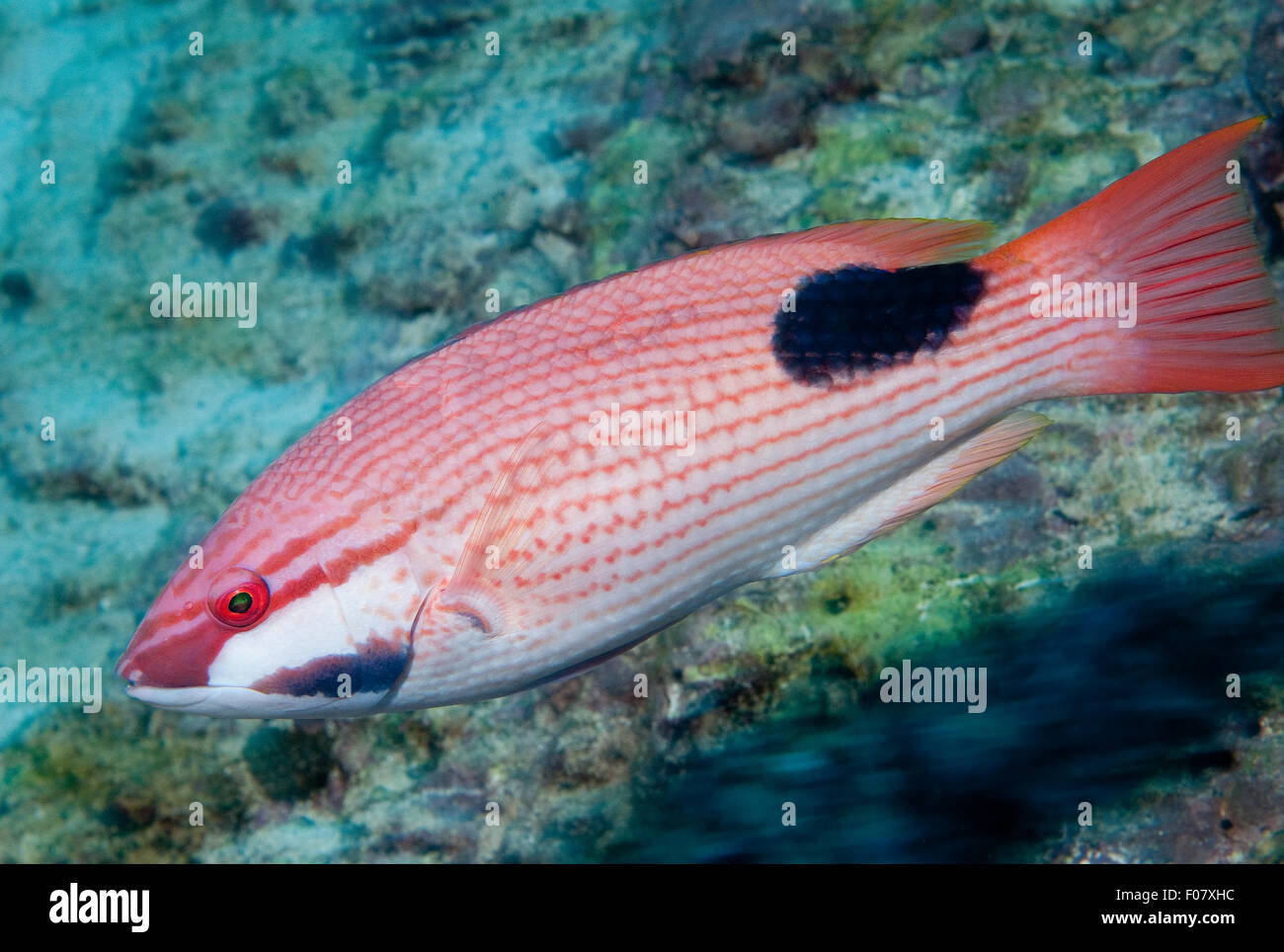 Saddle back hogfish hi-res stock photography and images - Alamy