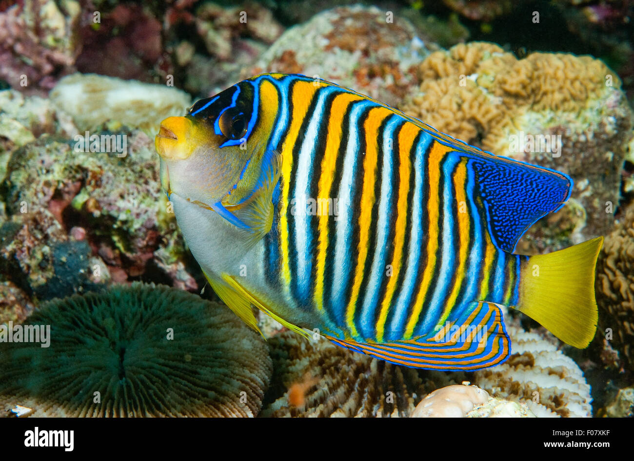 Regal Angelfish (Pygoplites diacanthus Stock Photo - Alamy