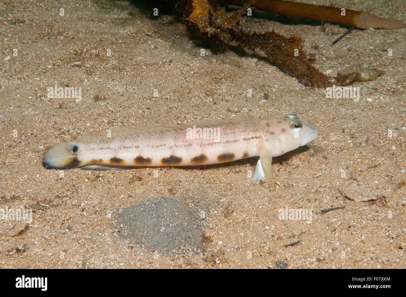 Spotted Grubfish (Parapercis ramsayi Stock Photo - Alamy