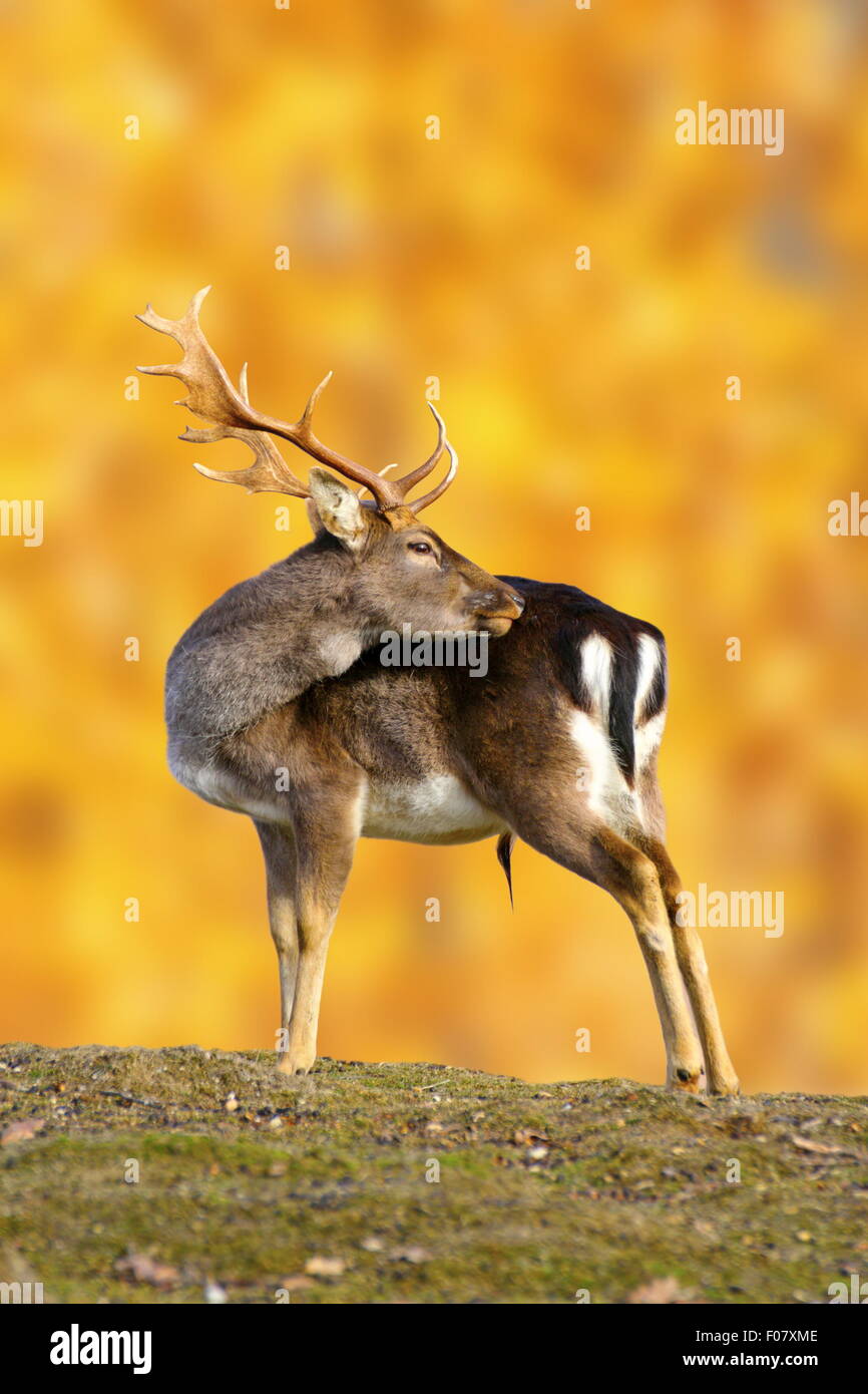 big fallow deer buck ( dama dama ) in beautiful autumn setting Stock ...