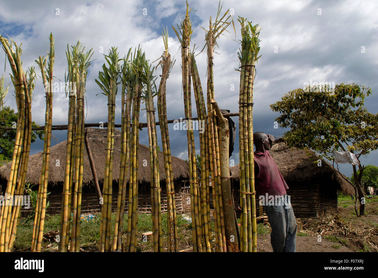 A Congolese man stand by stack of sugar canes in a rural market in ...