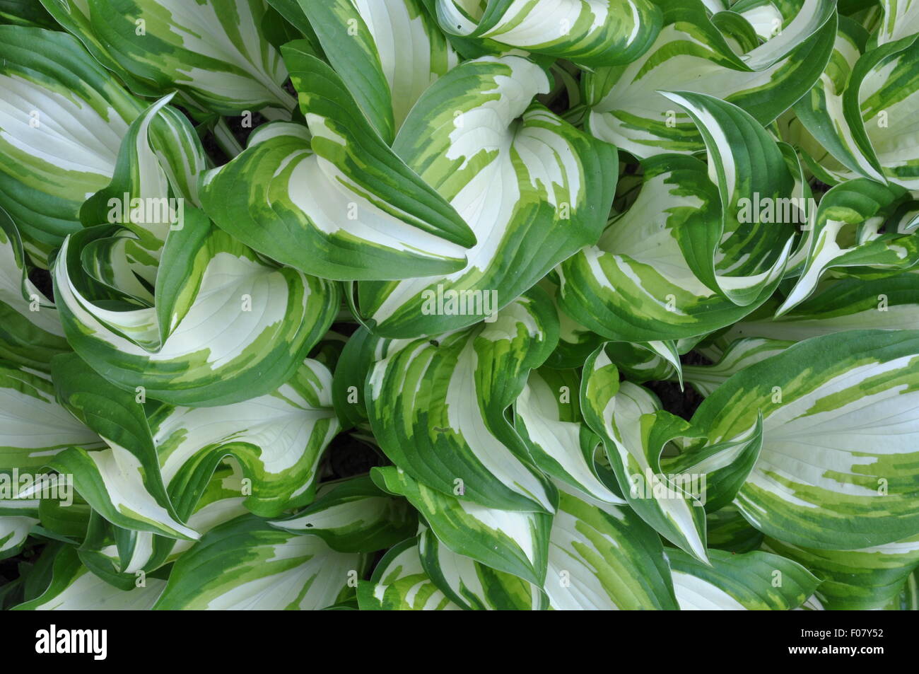 Fresh spring leaves of hostas plant in the garden Stock Photo - Alamy