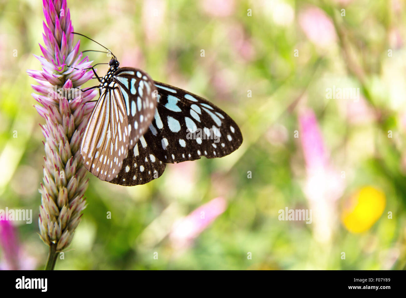 The Common Glassy Tiger Butterfly on Flowers Stock Photo - Alamy