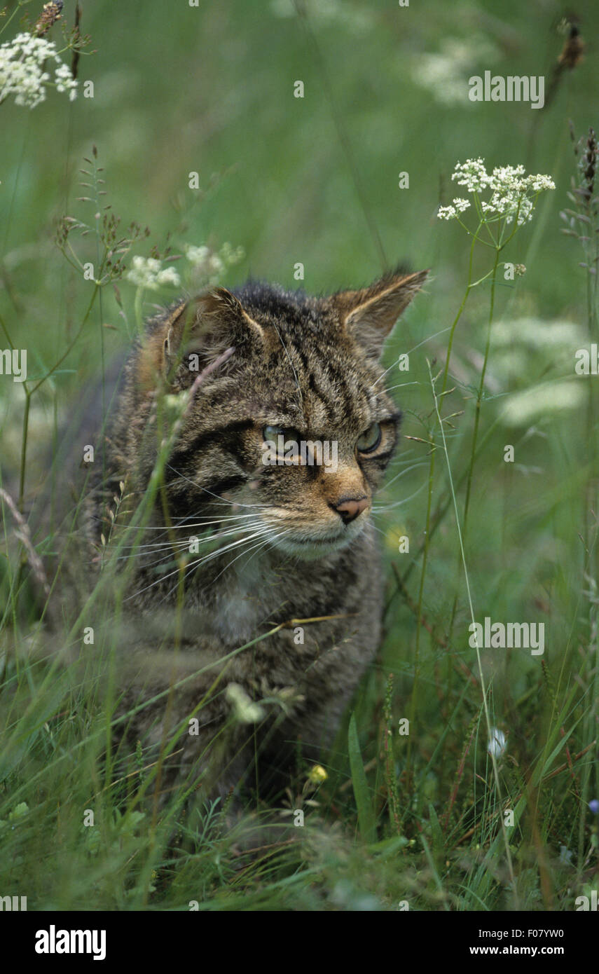 Scottish Wildcat taken from front close up in long grass with white ...