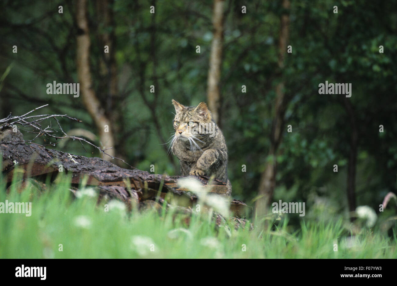 Scottish Wildcat taken from front stalking from out forest walking ...