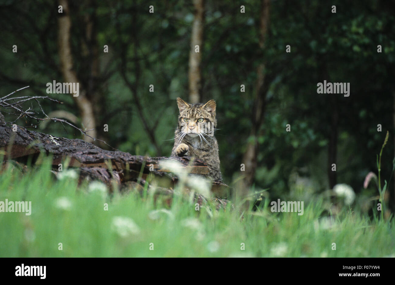 Scottish Wildcat taken from front walking out from forest looking left ...