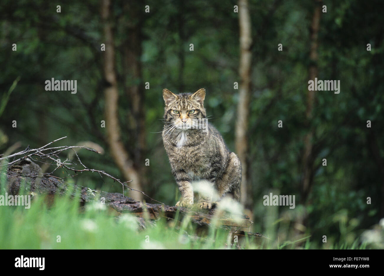 Scottish Wildcat taken from front walking out of forest looking at ...