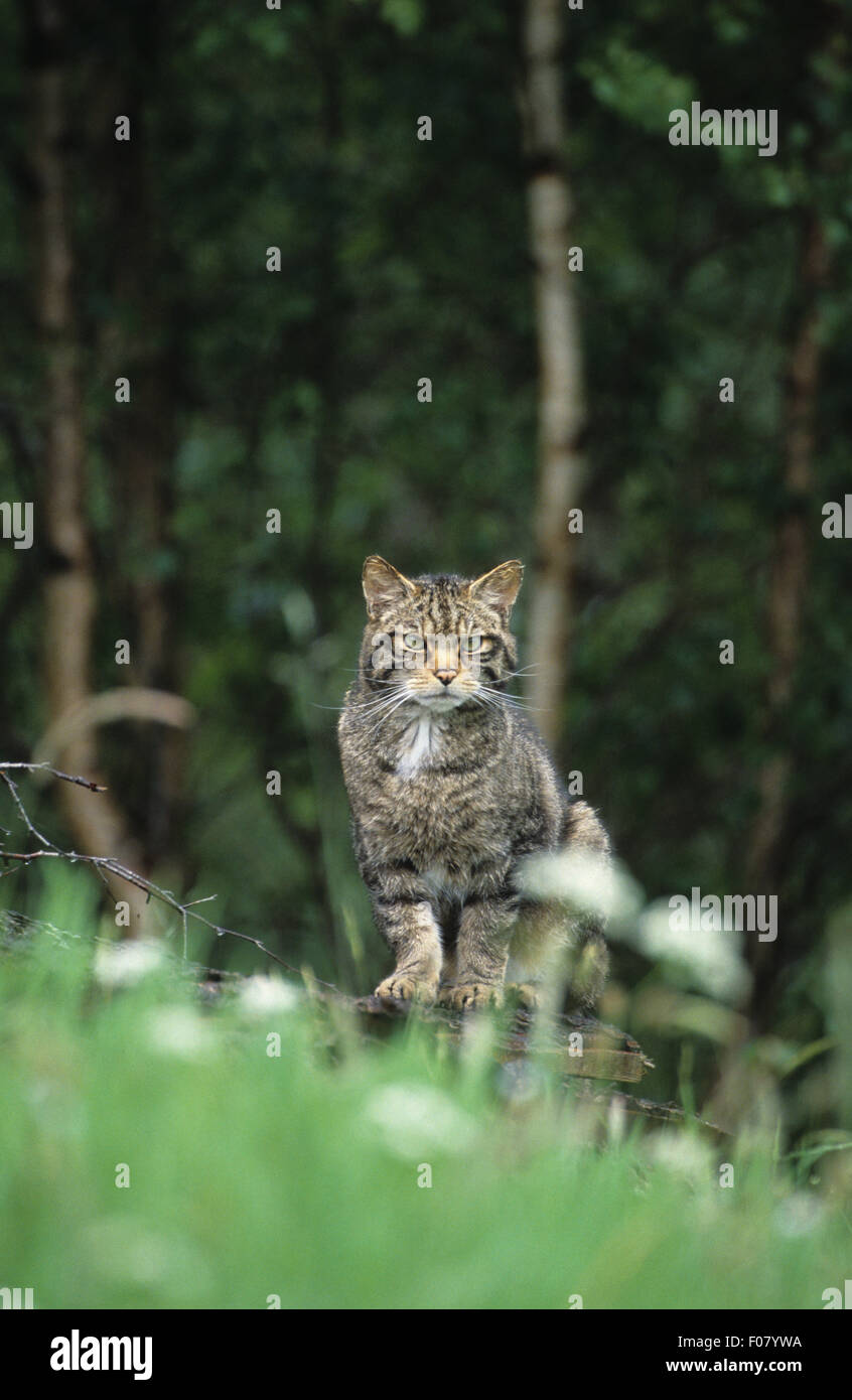 Scottish Wildcat taken from front looking at camera walking out from ...