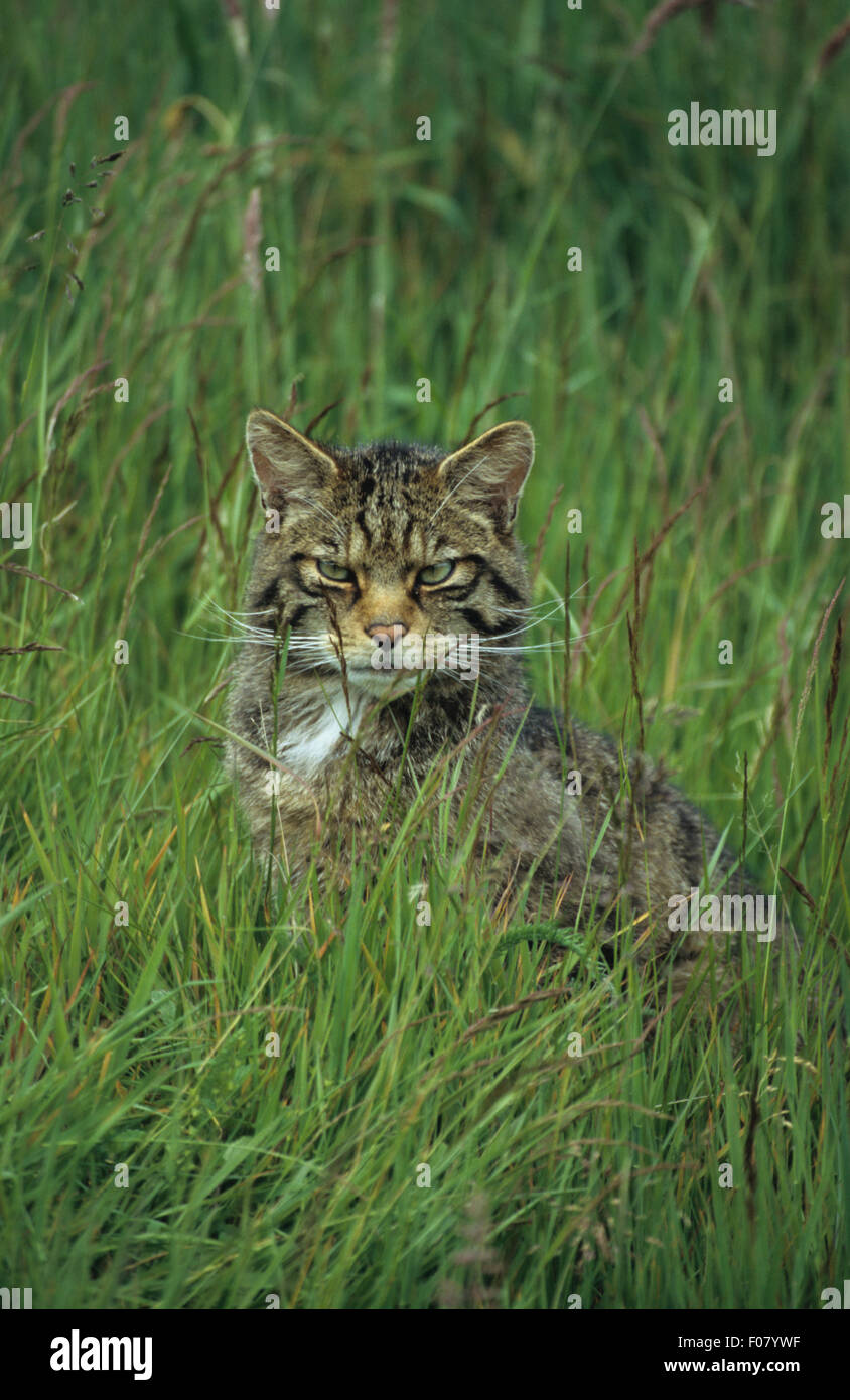 Scottish Wildcat taken from front looking forward to camera sitting in ...