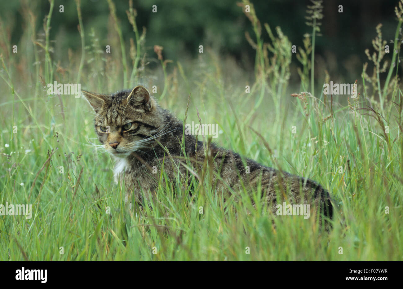 Scottish Wildcat hunting in long grass in profile looking down into ...
