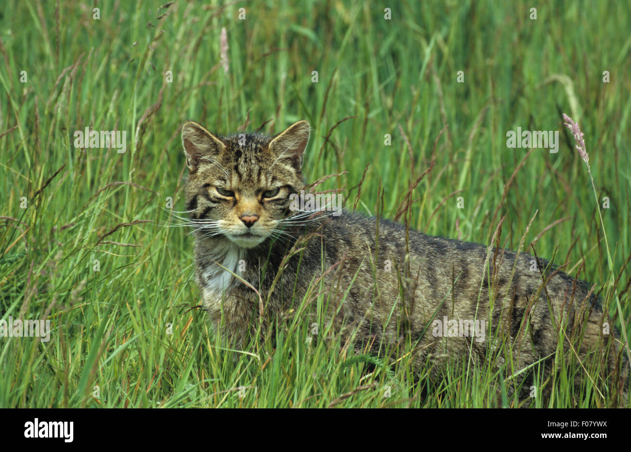 Scottish Wildcat taken in profile standing in long grass looking down ...