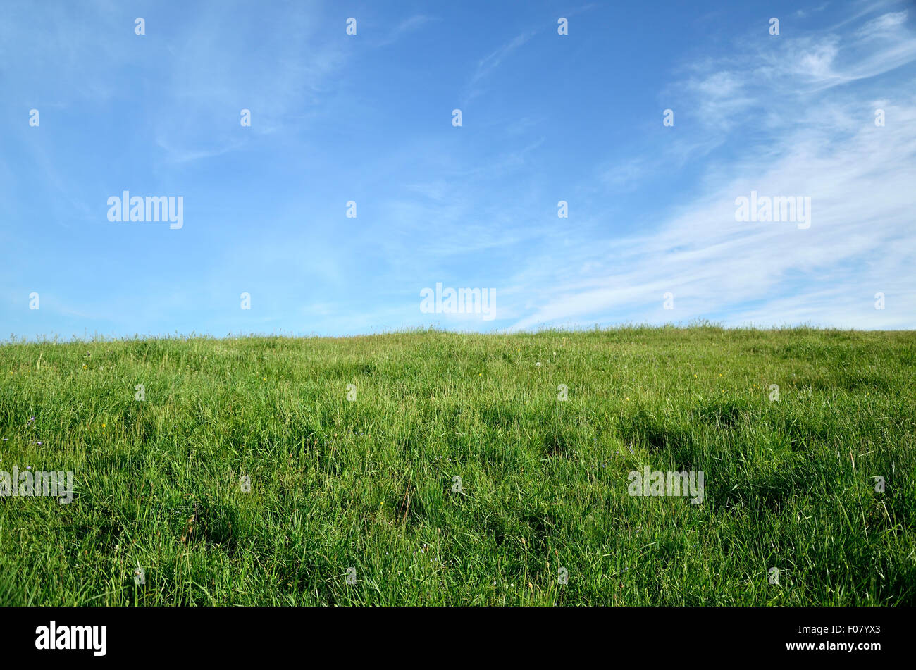 Land horizon - green field and blue sky Stock Photo - Alamy