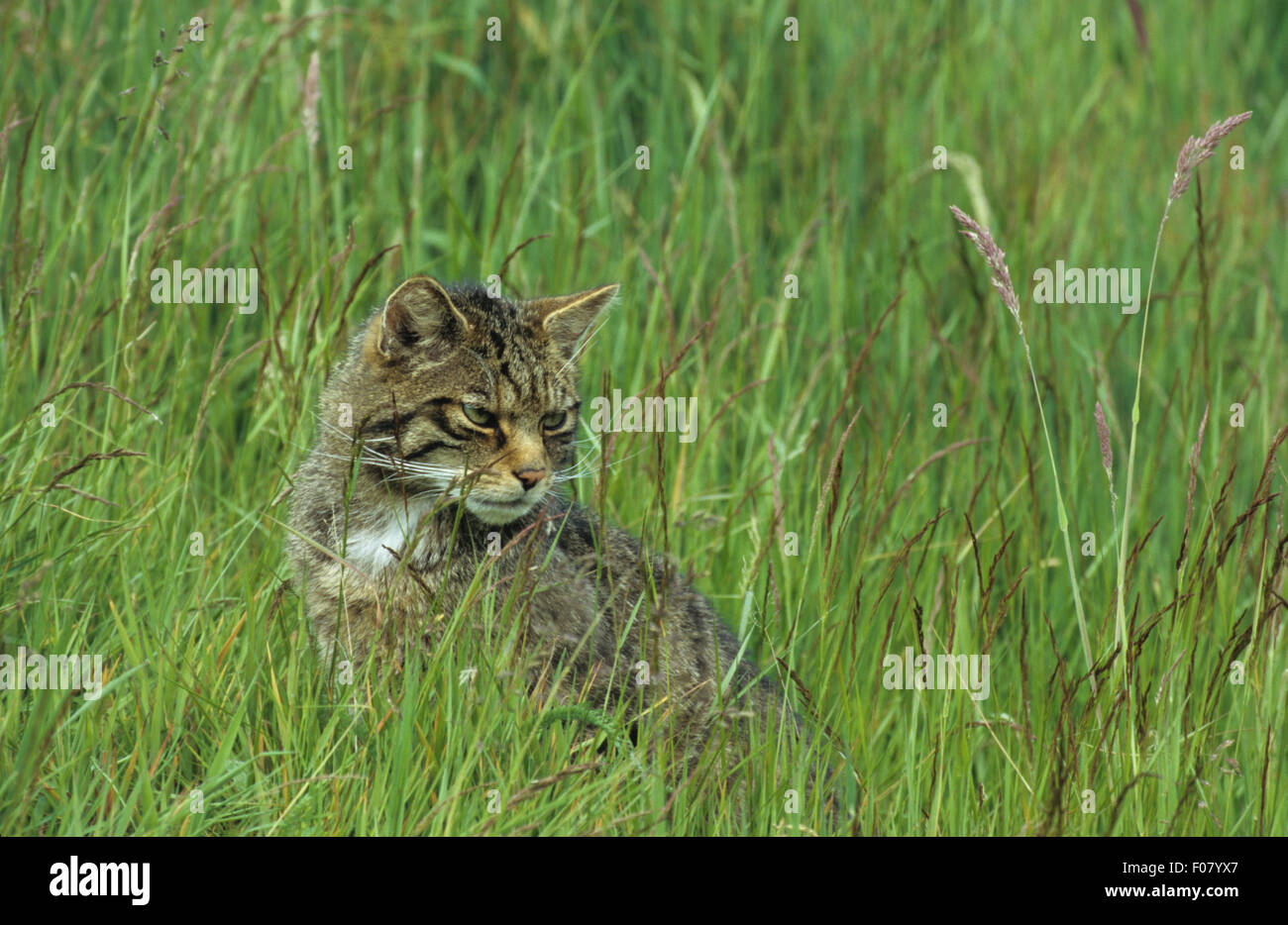 Scottish Wildcat taken from front sitting in long grass looking down ...
