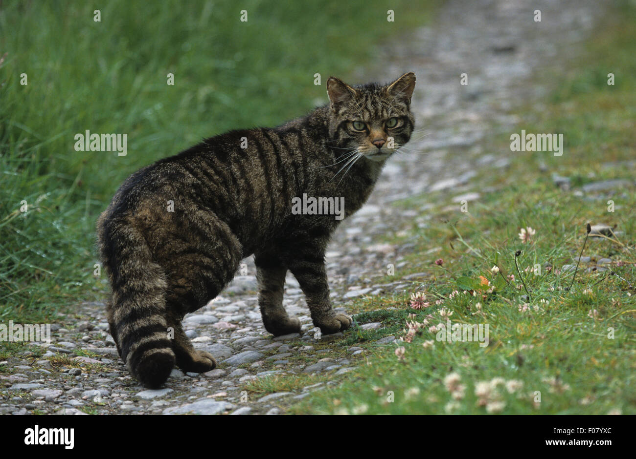 Scottish Wildcat taken from back looking back to the right standing on ...