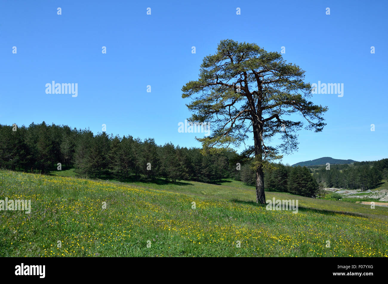 Conifer tree in front of coniferous forest on a colorful meadow and ...