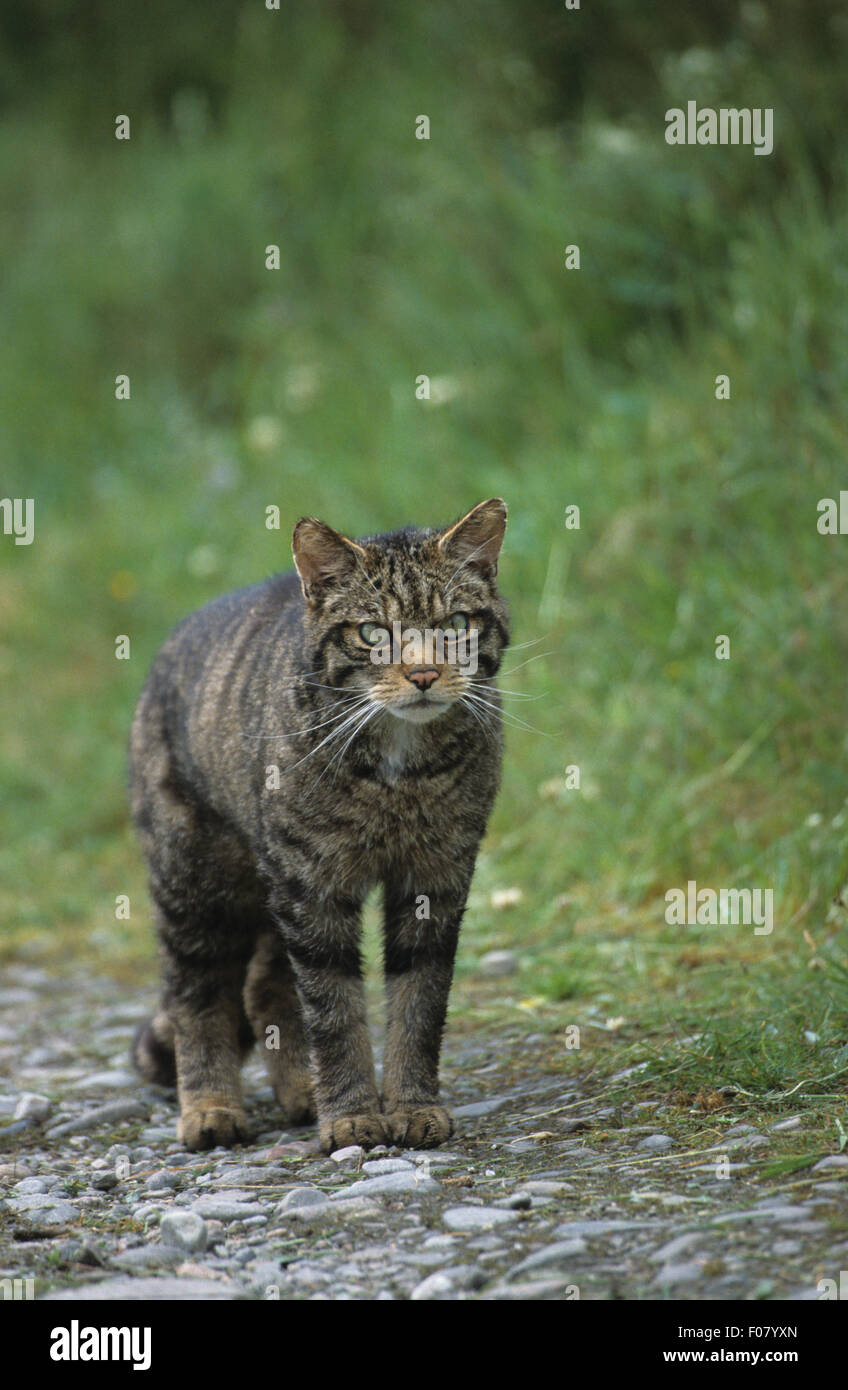 Scottish wildcat hi-res stock photography and images - Alamy