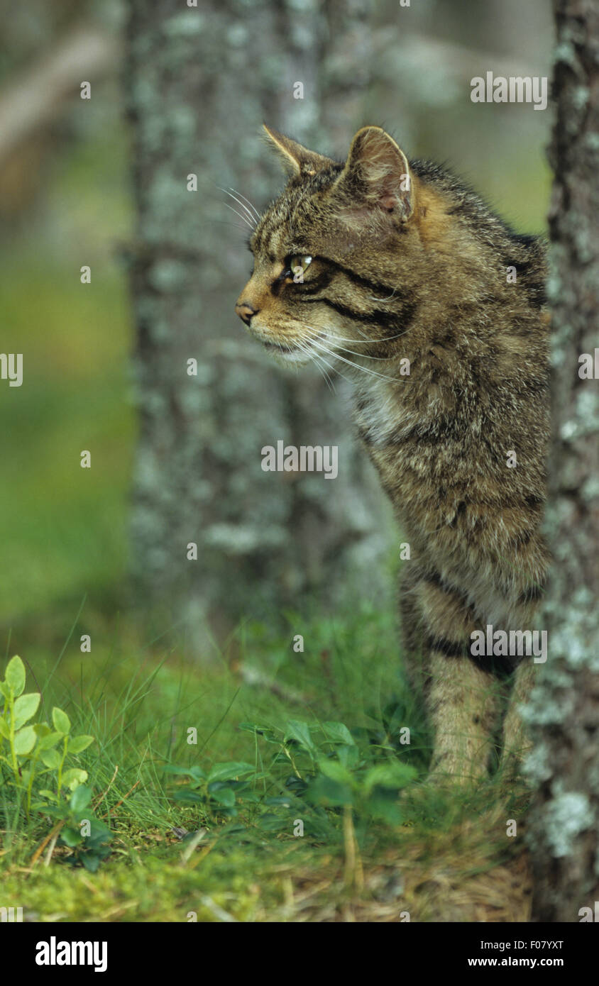 Scottish Wildcat sitting behind lichen covered tree trunk looking out ...