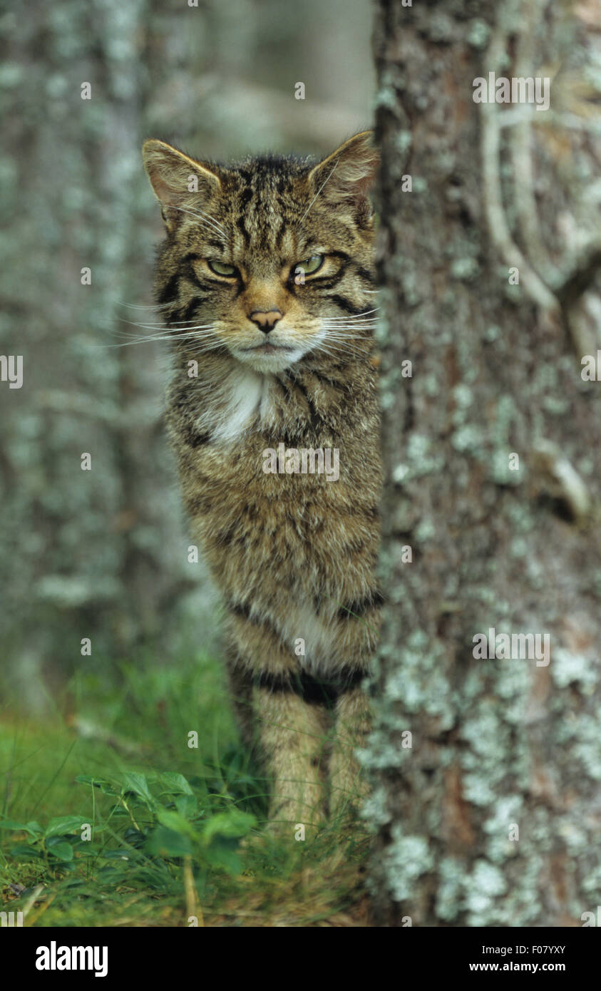 Scottish wildcat tree hi-res stock photography and images - Alamy
