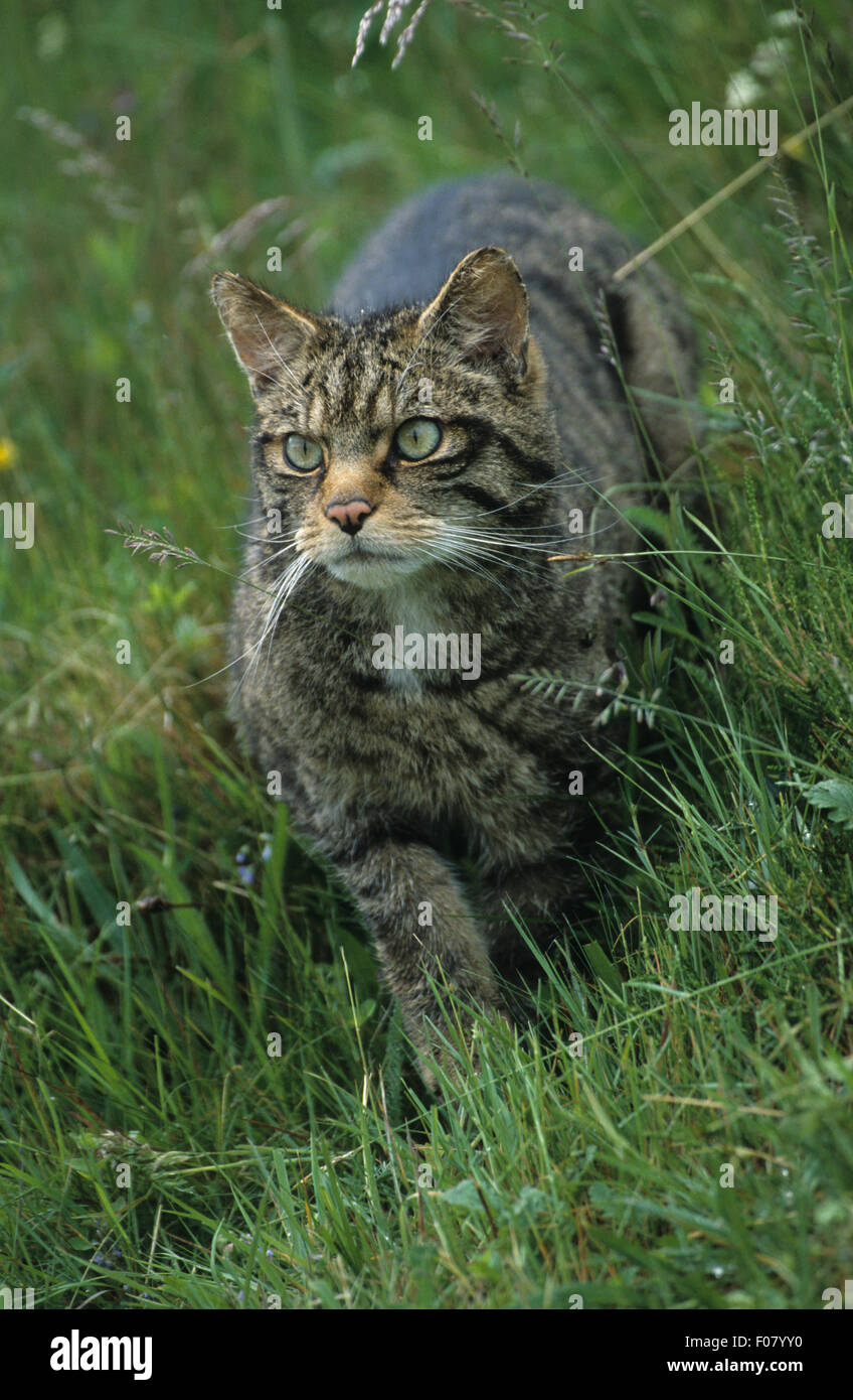 Scottish Wildcat taken from front walking through long grass looking up ...