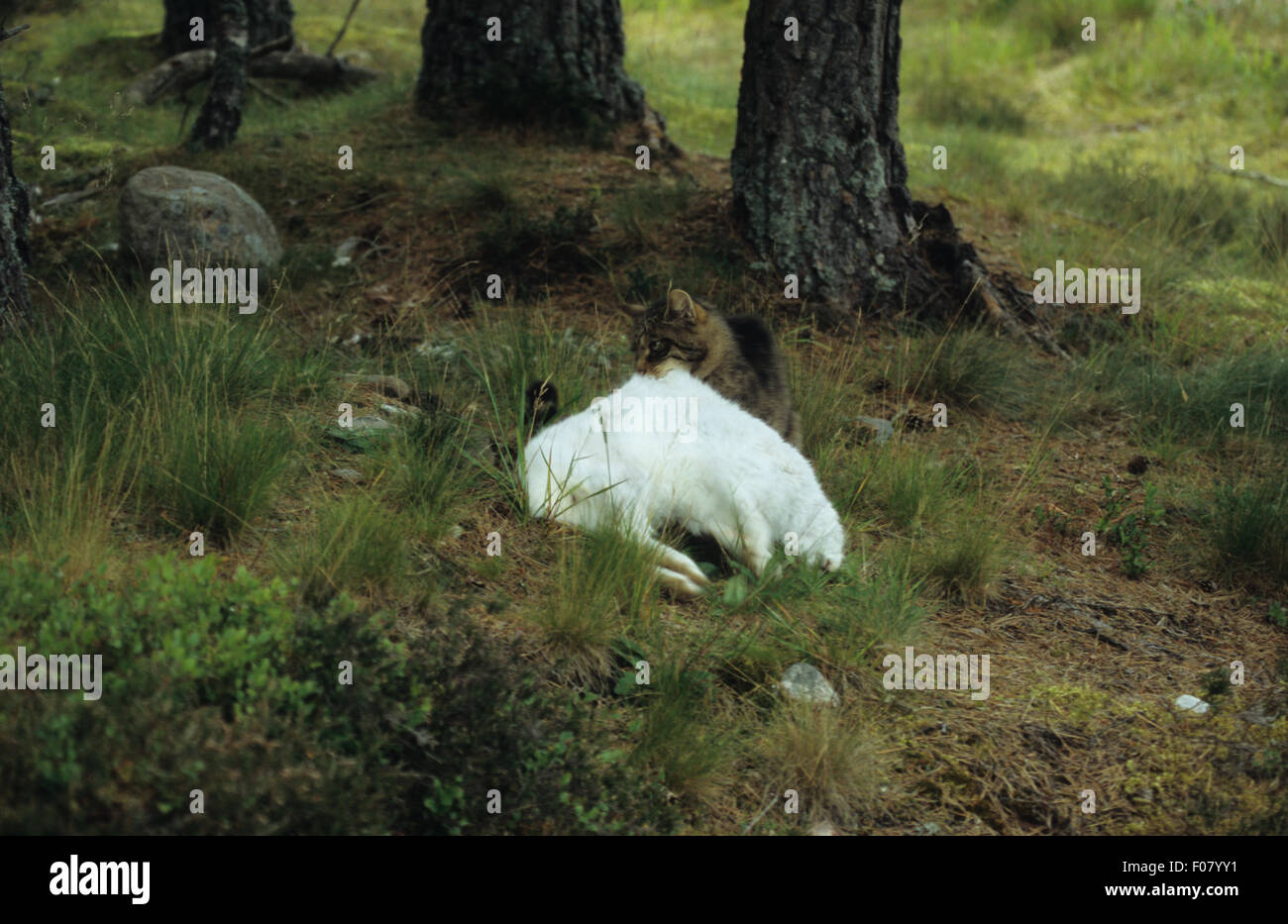 Scottish Wildcat with jaws gripped on Mountain Hare dragging it across ...