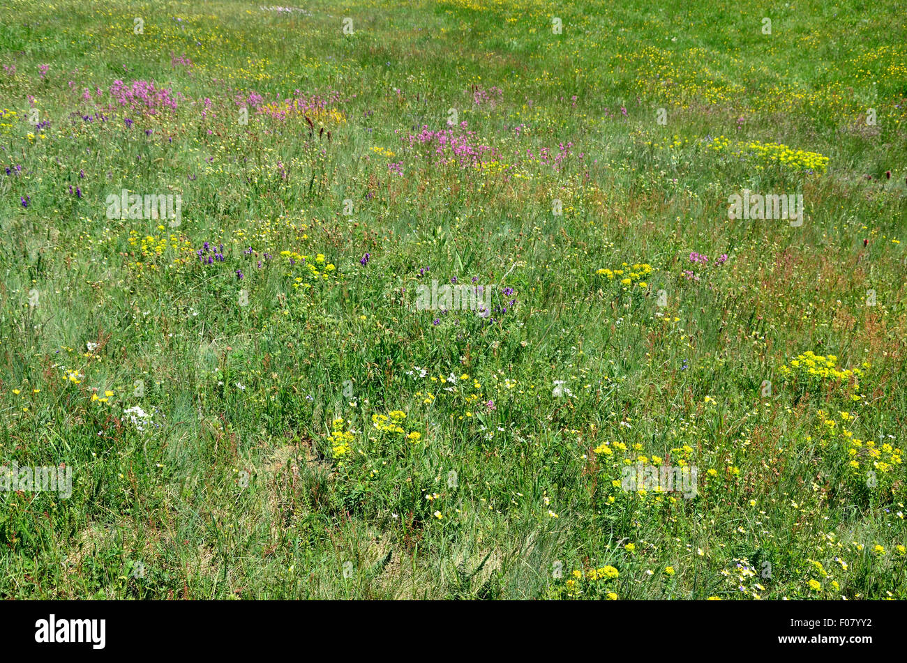 Field different spring flowers hi-res stock photography and images - Alamy