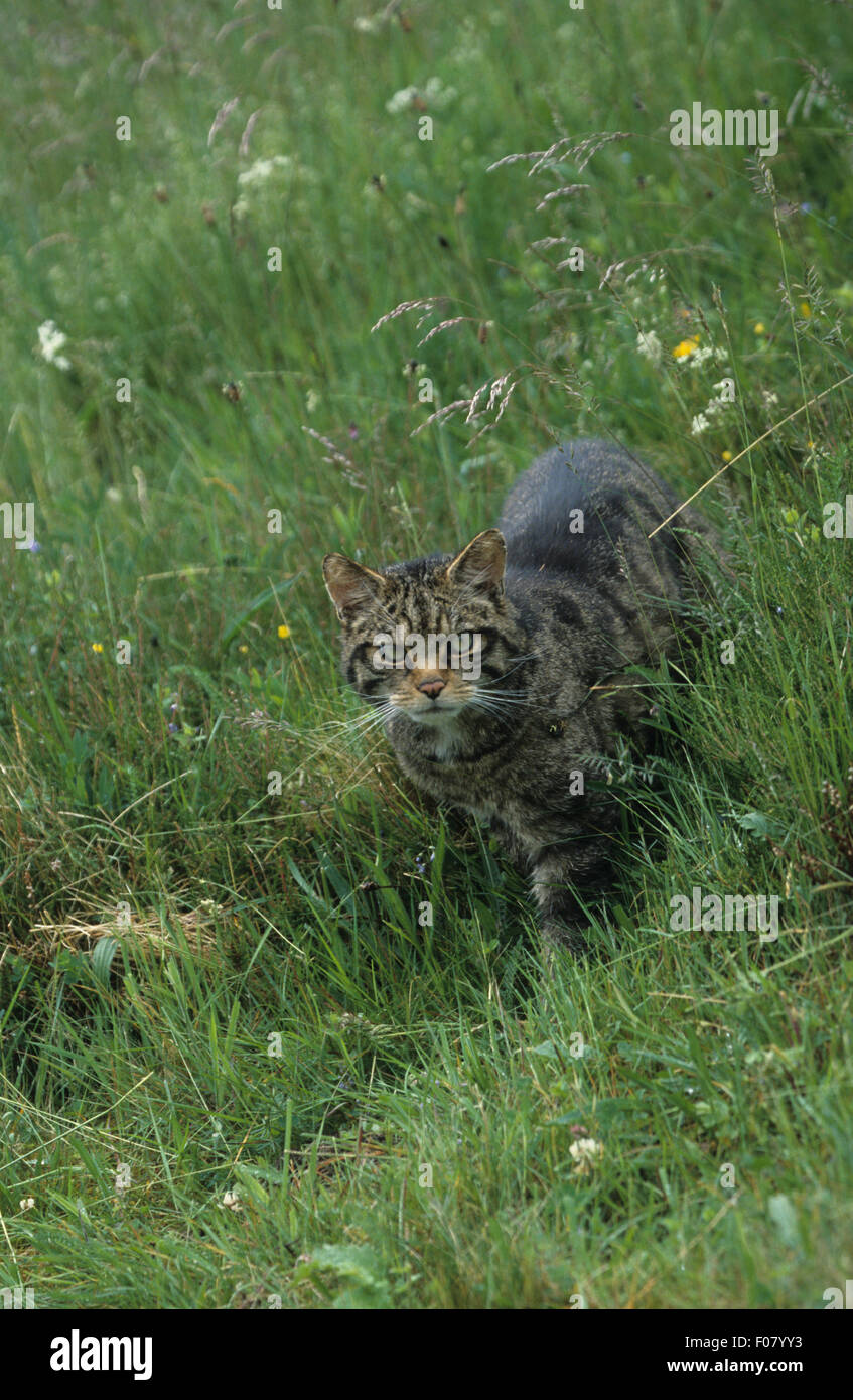 Scottish Wildcat taken from front walking through long grass looking up ...