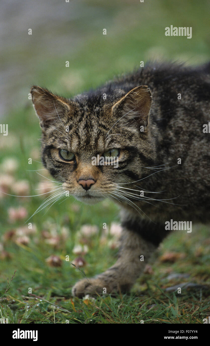 Scottish Wildcat Close Up Head High Resolution Stock Photography and ...