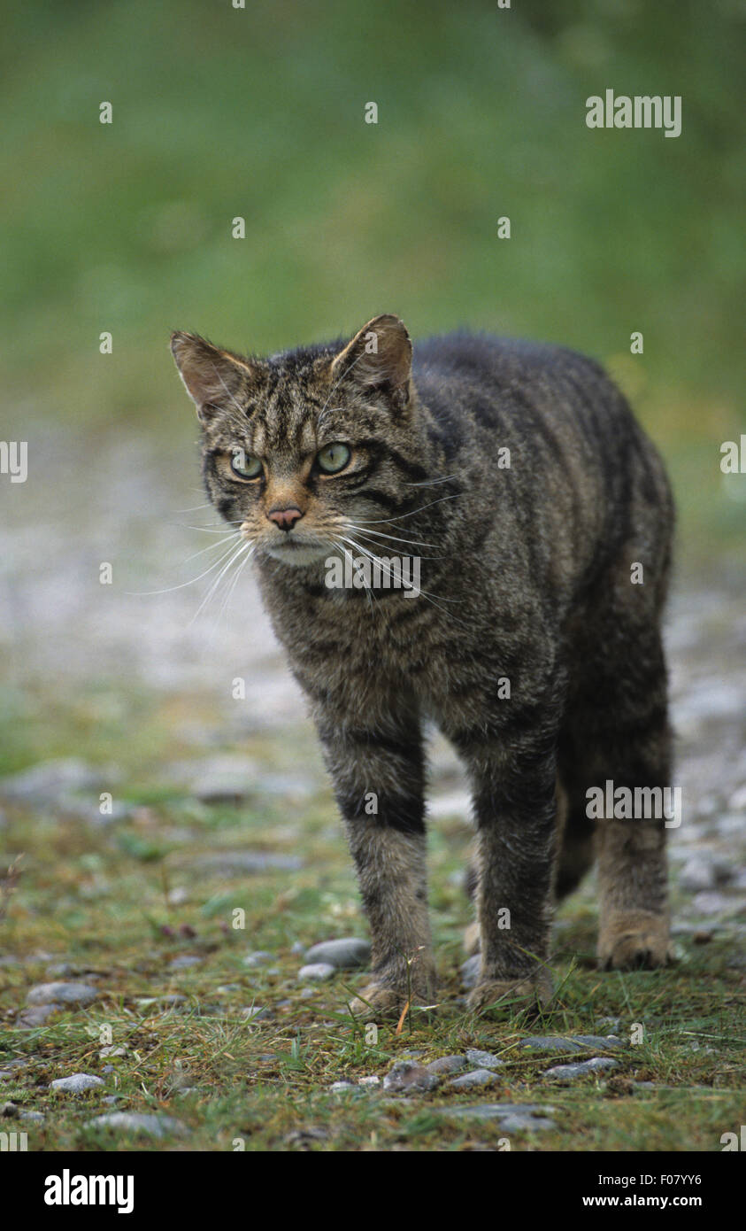 Scottish Wildcat taken from front standing on grass covered stone path ...