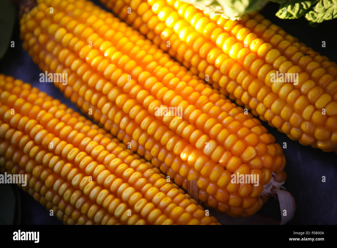 Husked sweetcorn hi-res stock photography and images - Alamy