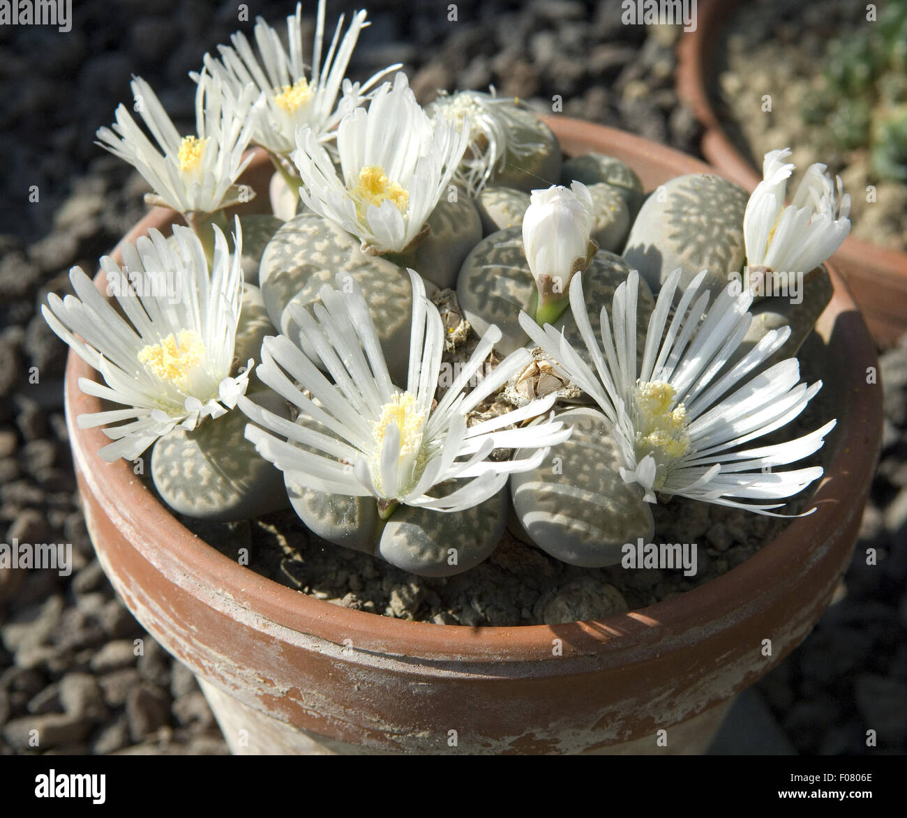Lebende natur hi-res stock photography and images - Alamy