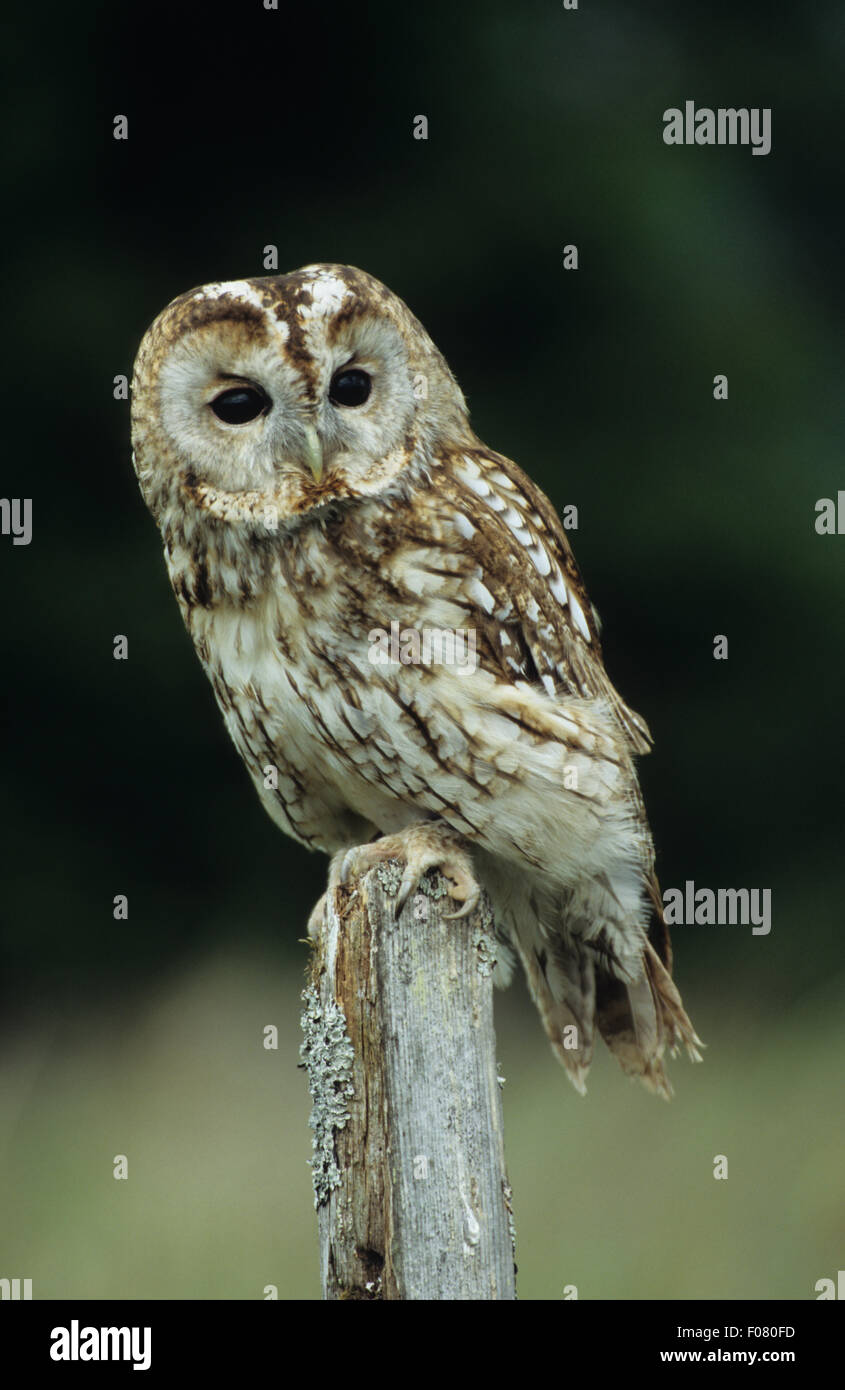Owl looking profile hi-res stock photography and images - Alamy