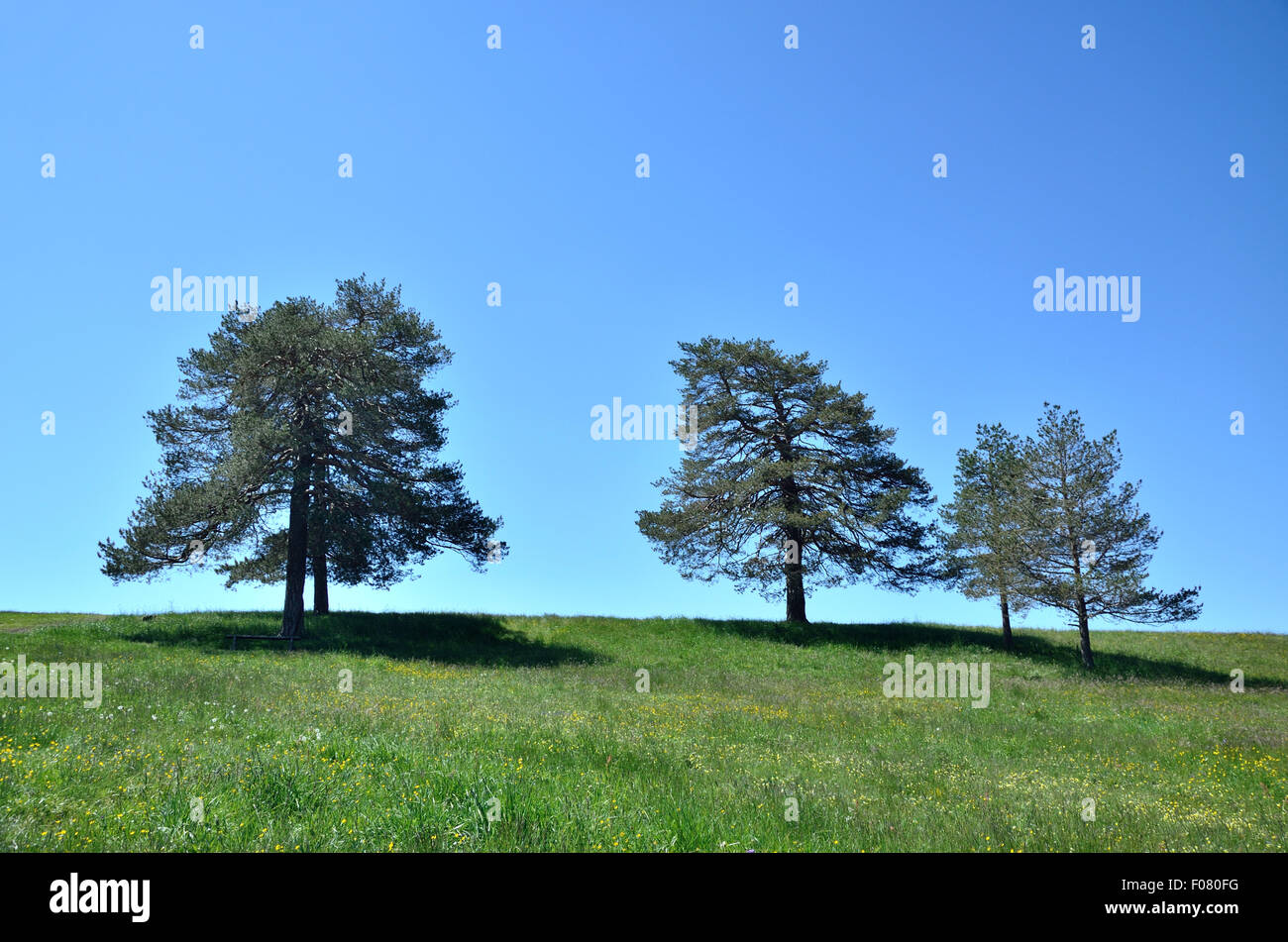 Trees on secluded colorful meadow under clear blue sky Stock Photo - Alamy