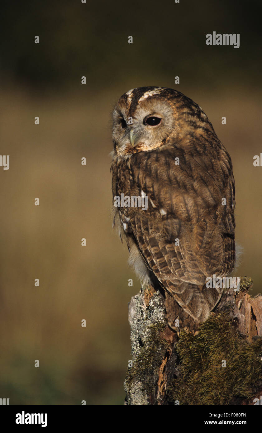 Owl looking back hi-res stock photography and images - Alamy