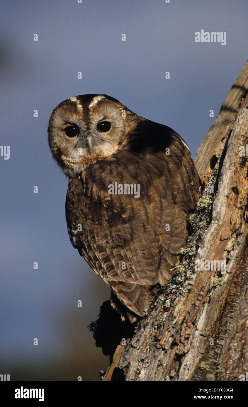 Owl Looking Over Shoulder High Resolution Stock Photography and Images ...