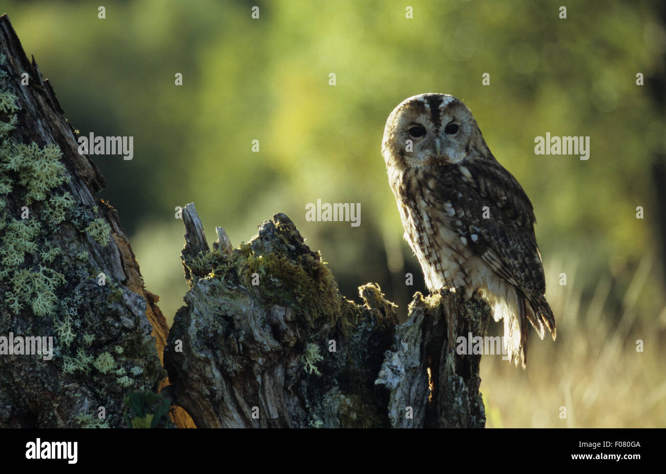 Tawny owl looking back hi-res stock photography and images - Alamy