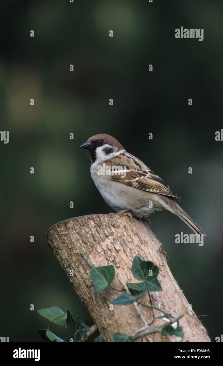 Tree Sparrow in profile taken from the side looking to the left perched ...