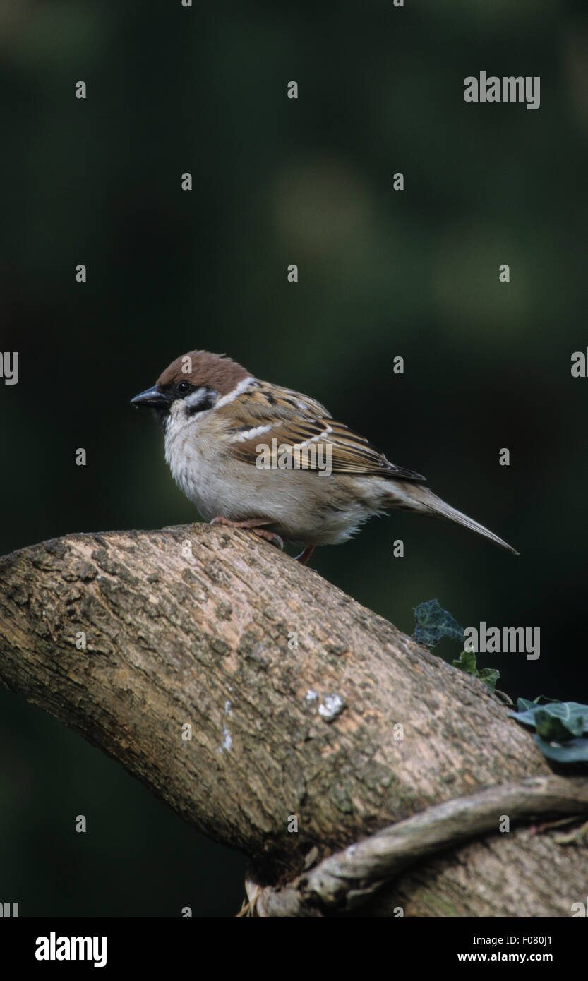 Tree Sparrow in profile looking to the left perched on an old log Stock ...
