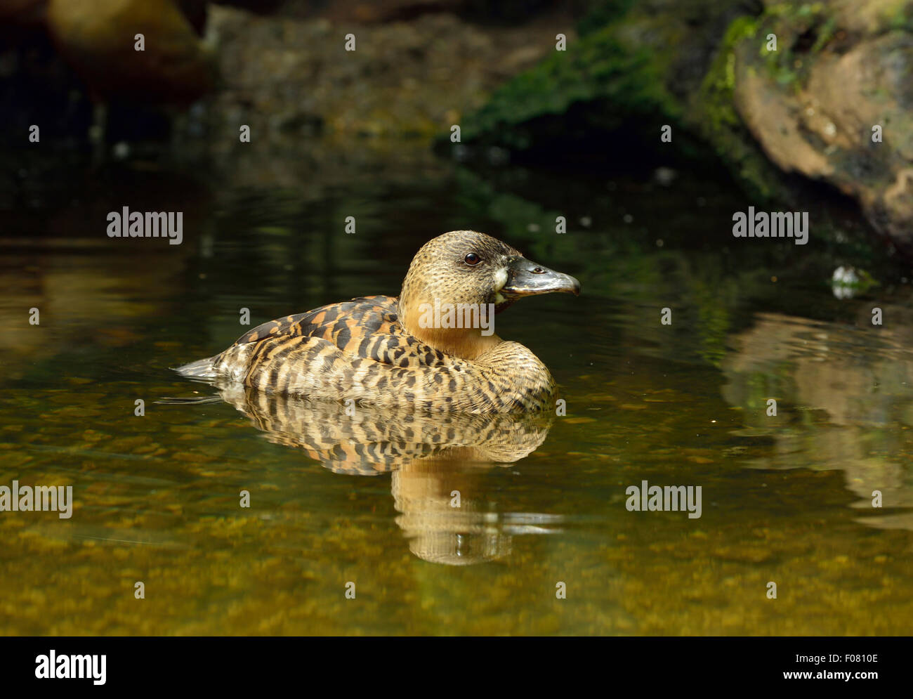 African Pygmy-goose - Nettapus auritus Female Stock Photo - Alamy