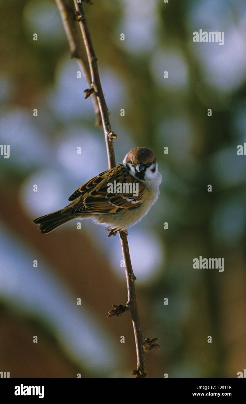 Tree Sparrow perched on a branch looking back over its shoulder at the ...