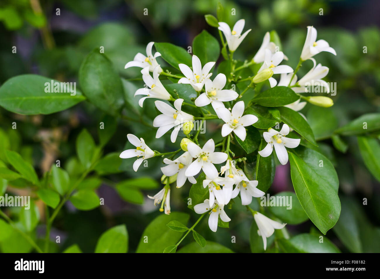 'Andaman Satinwood' or 'Murraya Paniculata' in the garden Stock Photo ...