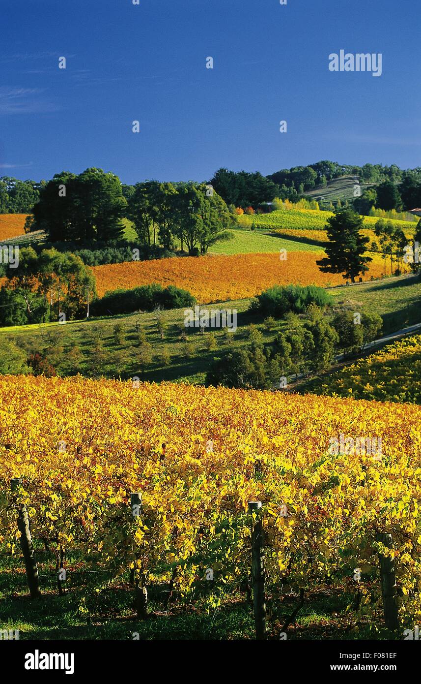 Australia viniculture viticulture hi-res stock photography and images ...