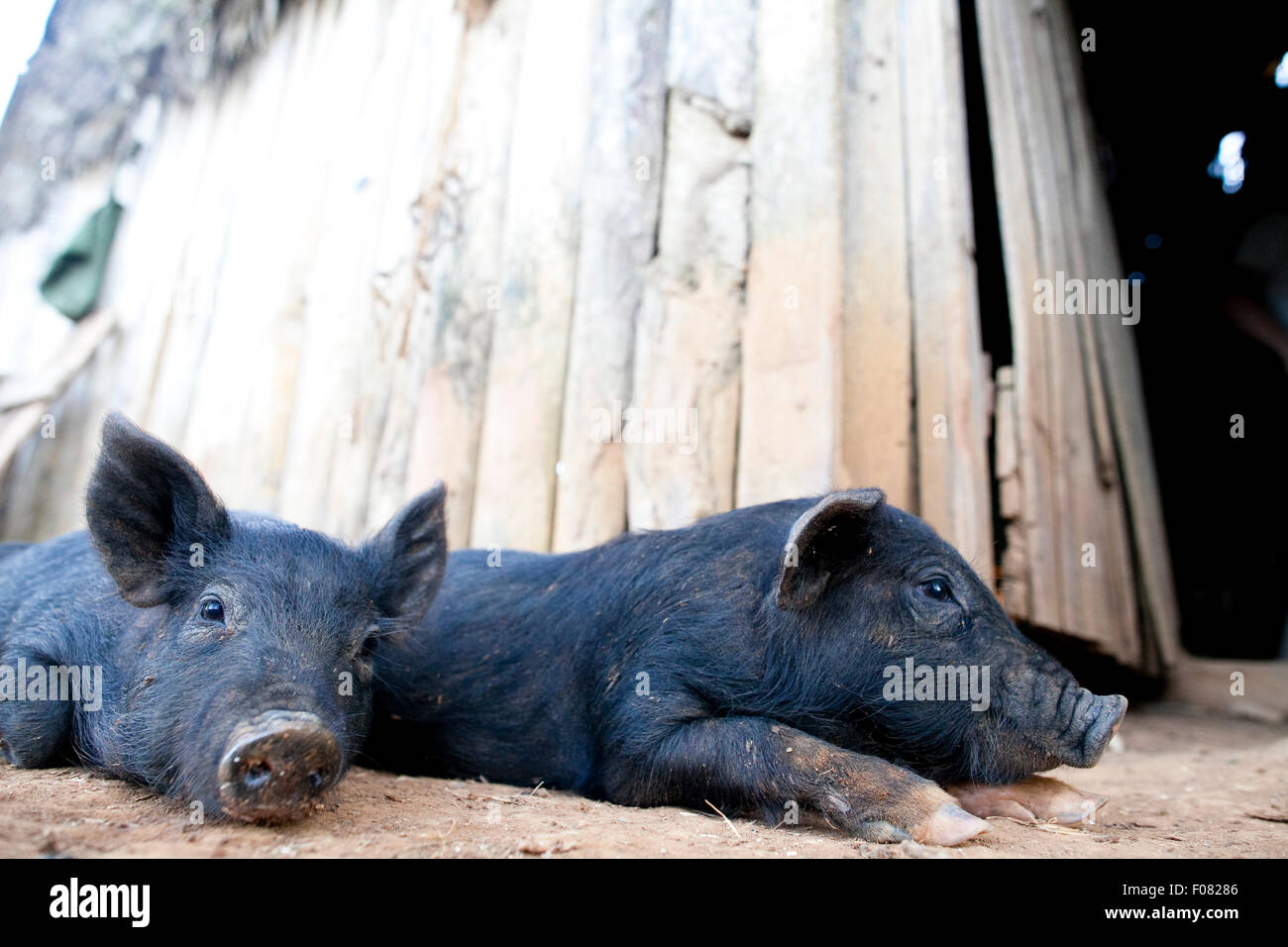 Two pigs rest in the sun in rural Cuba Stock Photo - Alamy