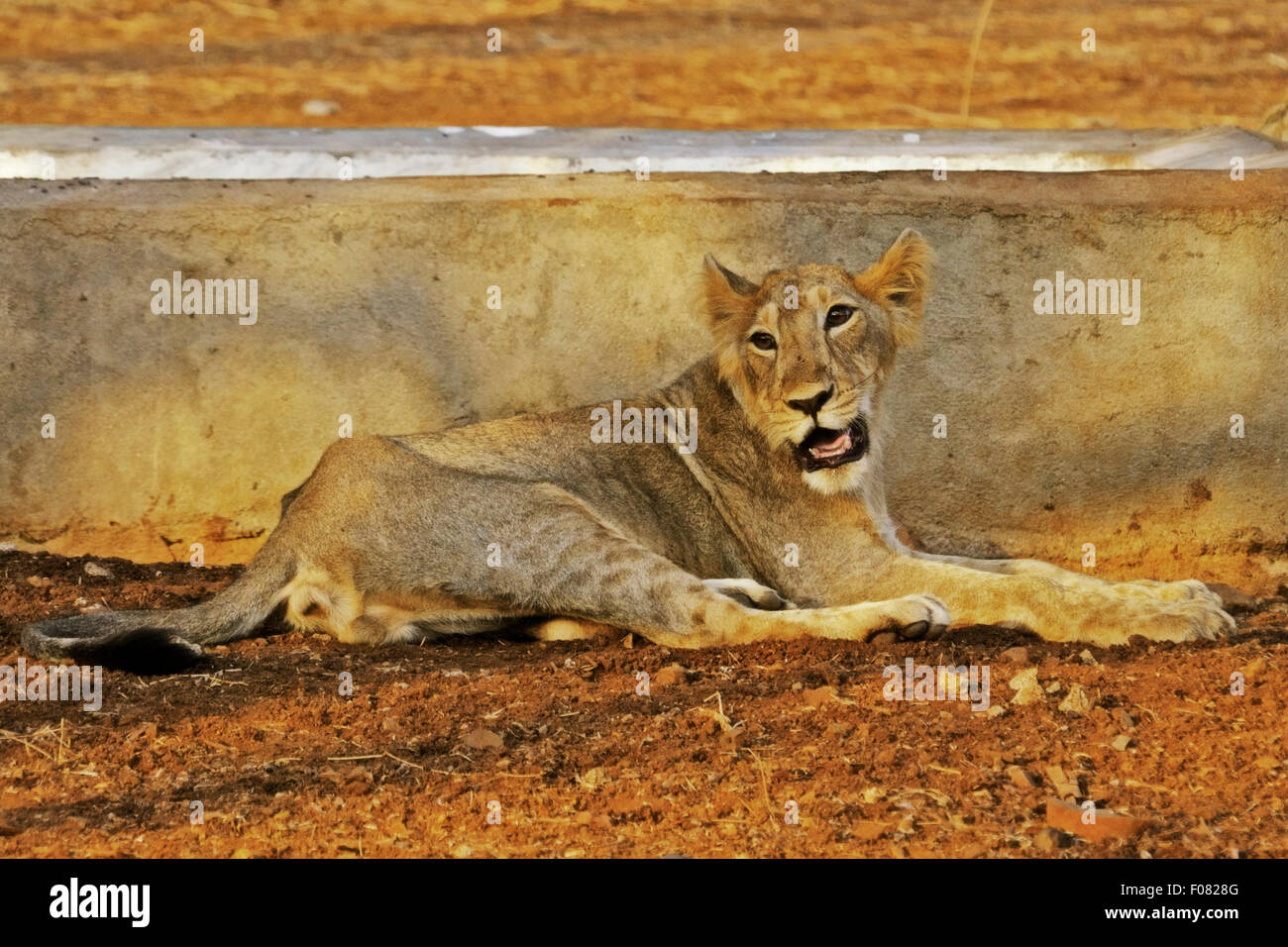 Juvenile Asiatic lion (Panthera leo persica) at Gir national park ...